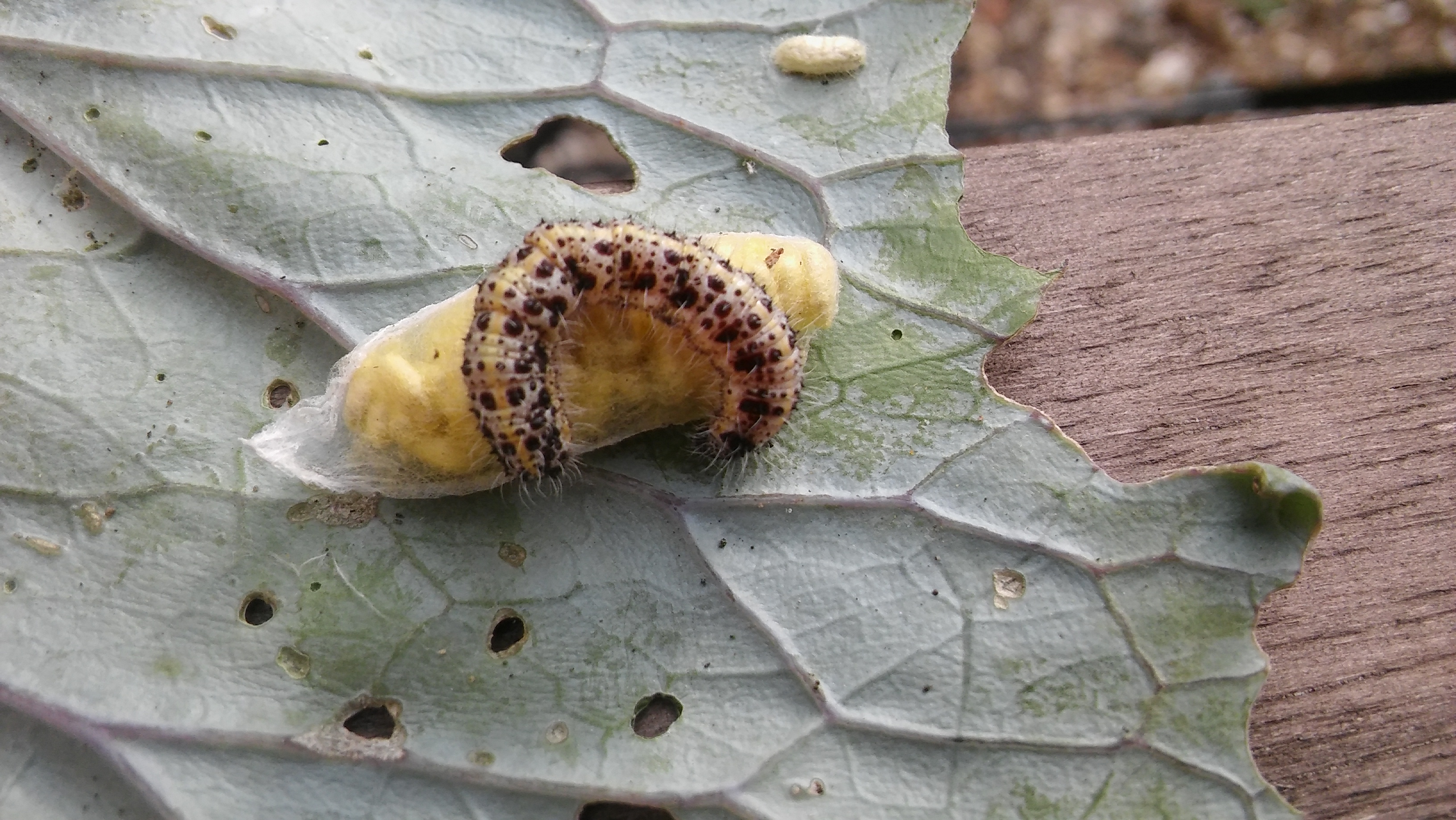 wat is deze rups van het groot koolwitje aan het doen? - GoeieVraag