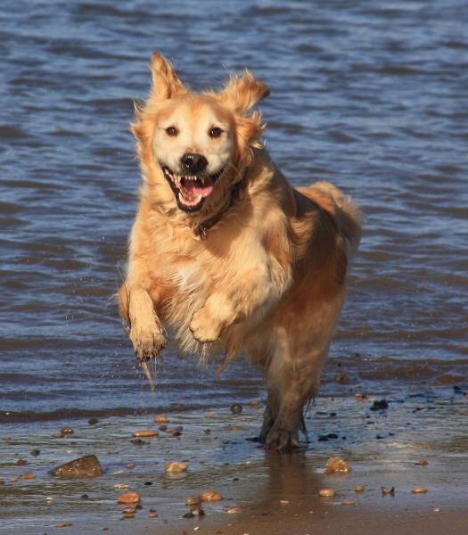 Golden Retriever Startpagina - Alles over de Golden Retriever!