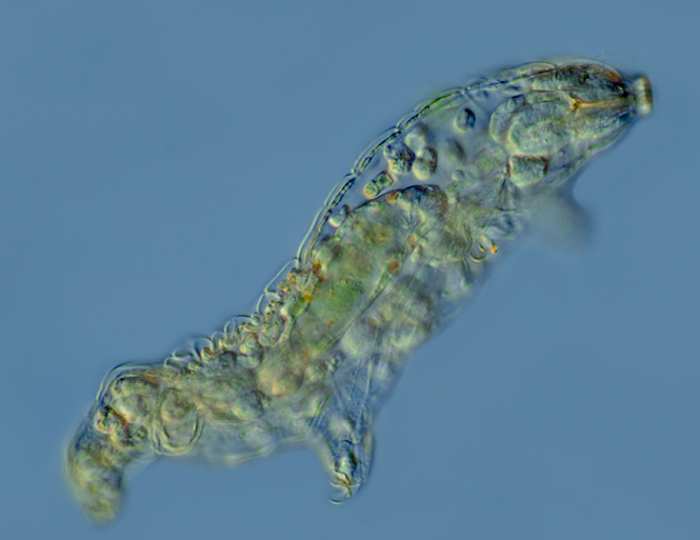 Welke microscoop heb je nodig om het beerdiertje te kunnen bestuderen ...