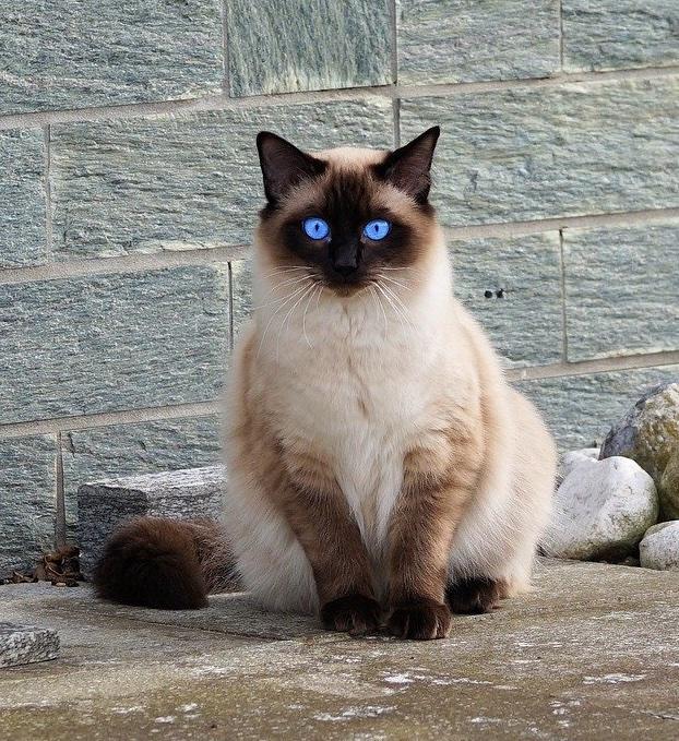 Siamees startpagina - alles over Siamees kattenras