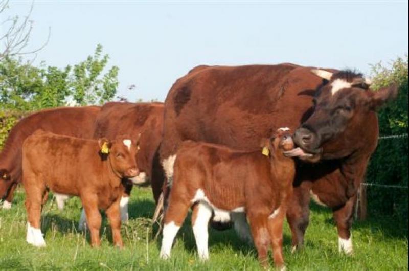 Overzicht van Nederlandse koeienrassen: foto en video