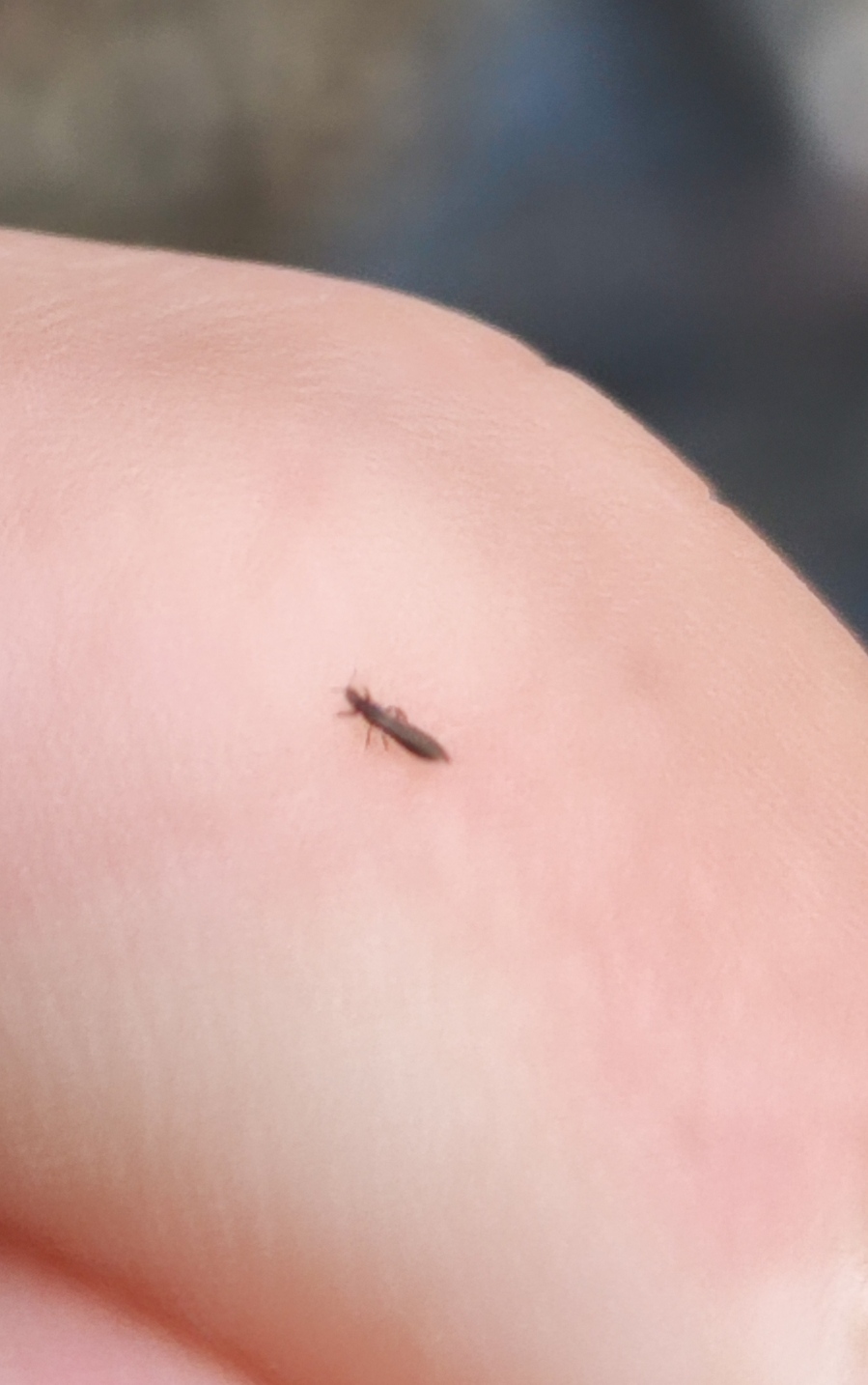 Wat is dit voor beestje? - GoeieVraag