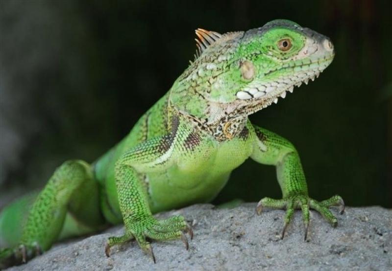 Kameleon, hagedis, schildpad en slang zijn reptielen