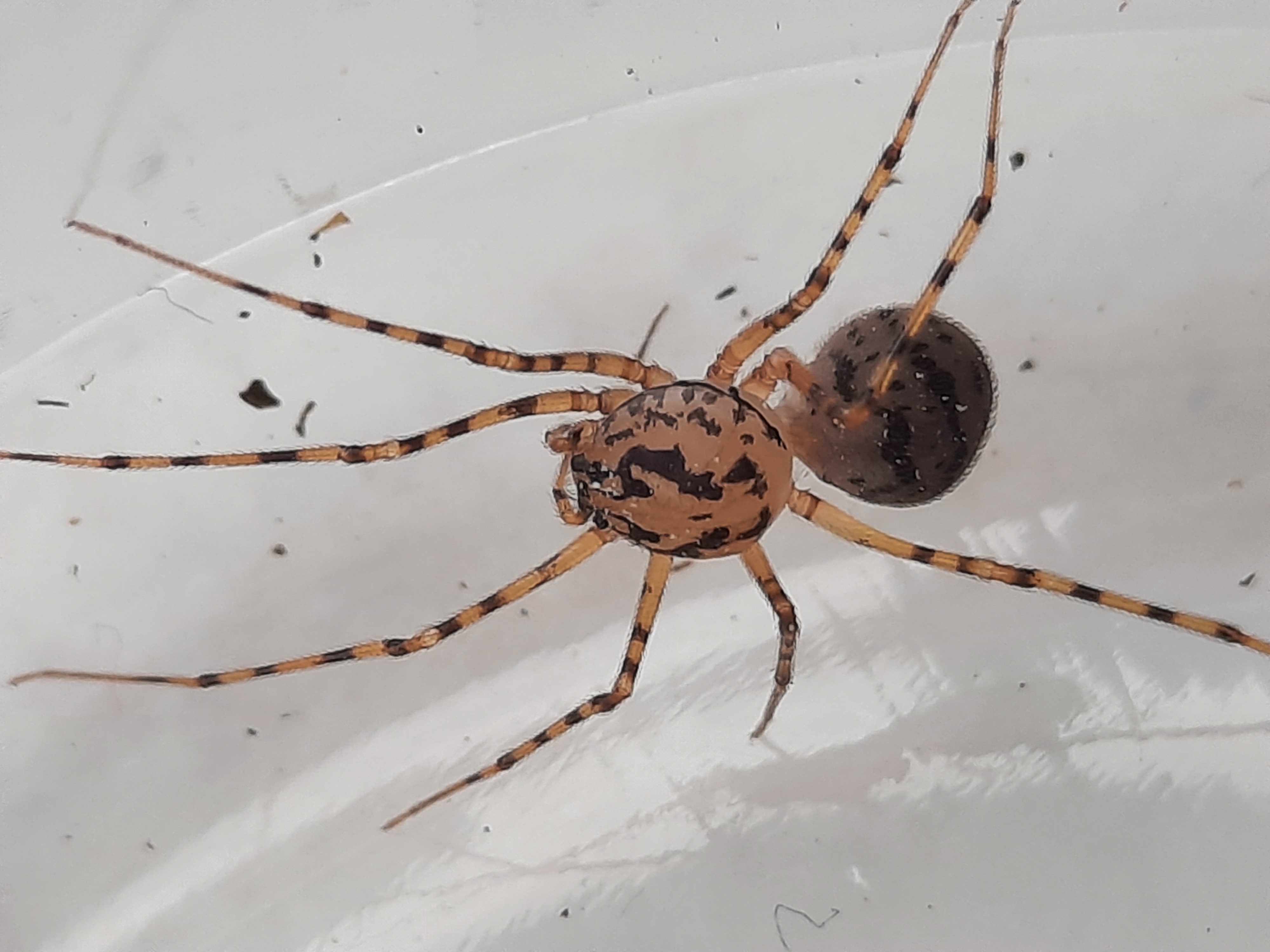 Wat van soort spin is dit? - GoeieVraag