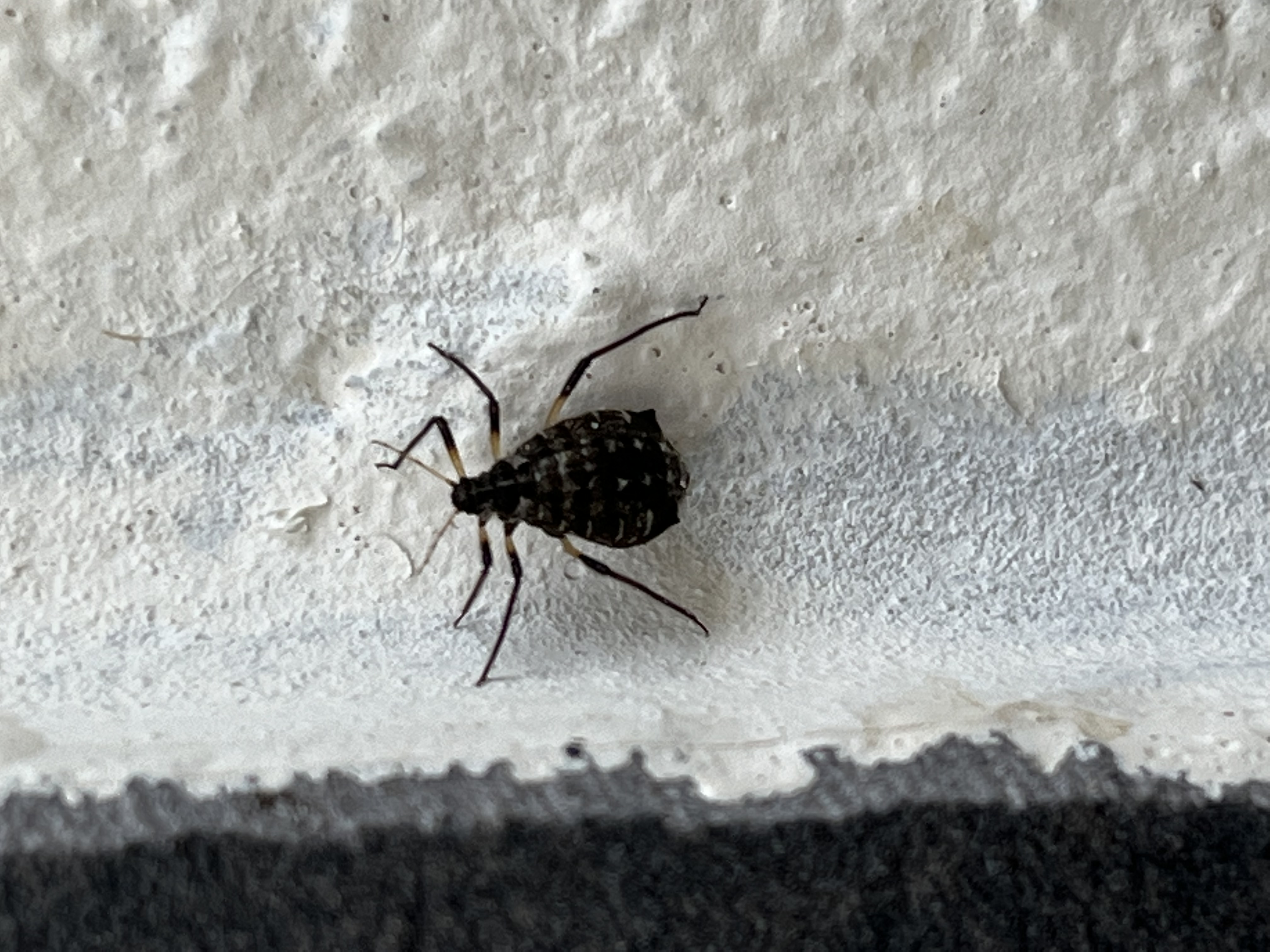 Insectenplaag: Wat is dit voor insect? - GoeieVraag