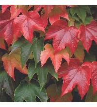 wanneer moet je wilde wingerd snoeien? - GoeieVraag