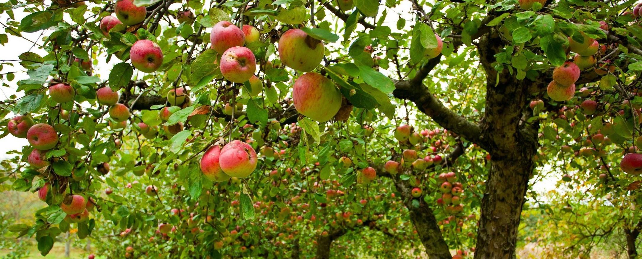 Tips om een appelboom te snoeien – Startpagina Blog