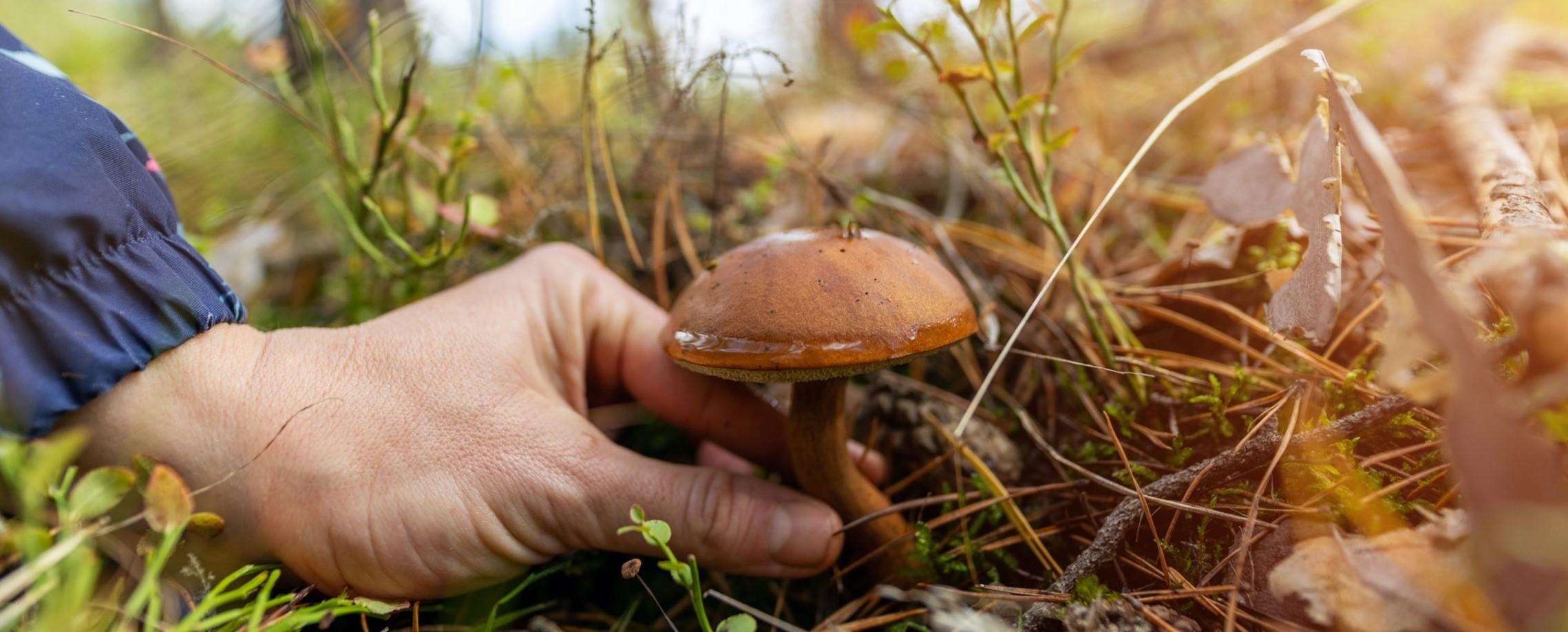 Plukken in het wild, dit moet je weten – Startpagina Blog