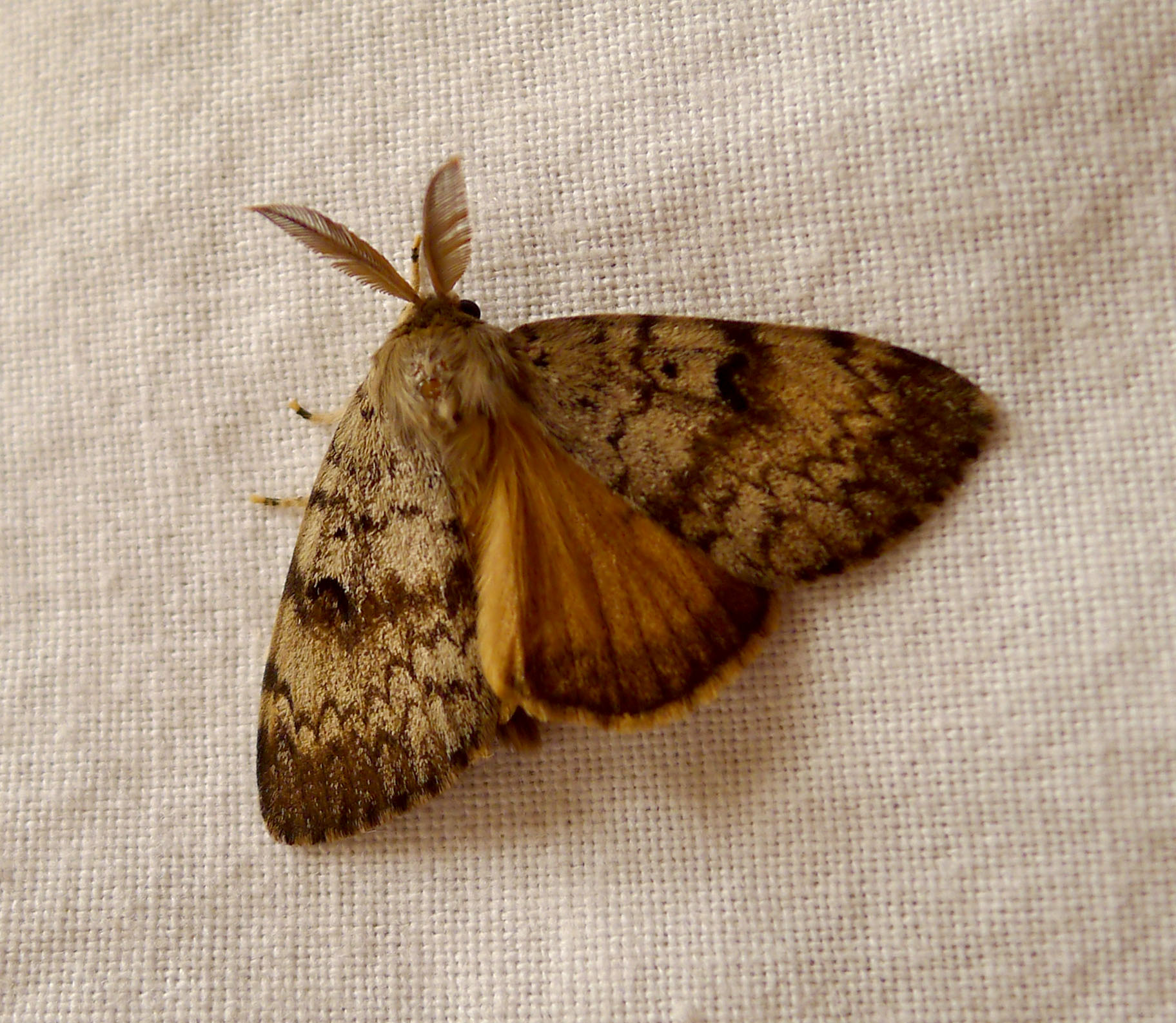 Welke vlinder is dit? - GoeieVraag