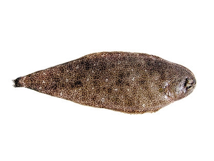 wat is een tijger tong? - GoeieVraag