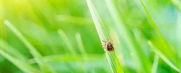 Een tekenbeet, dit moet je erover weten – Startpagina Blog