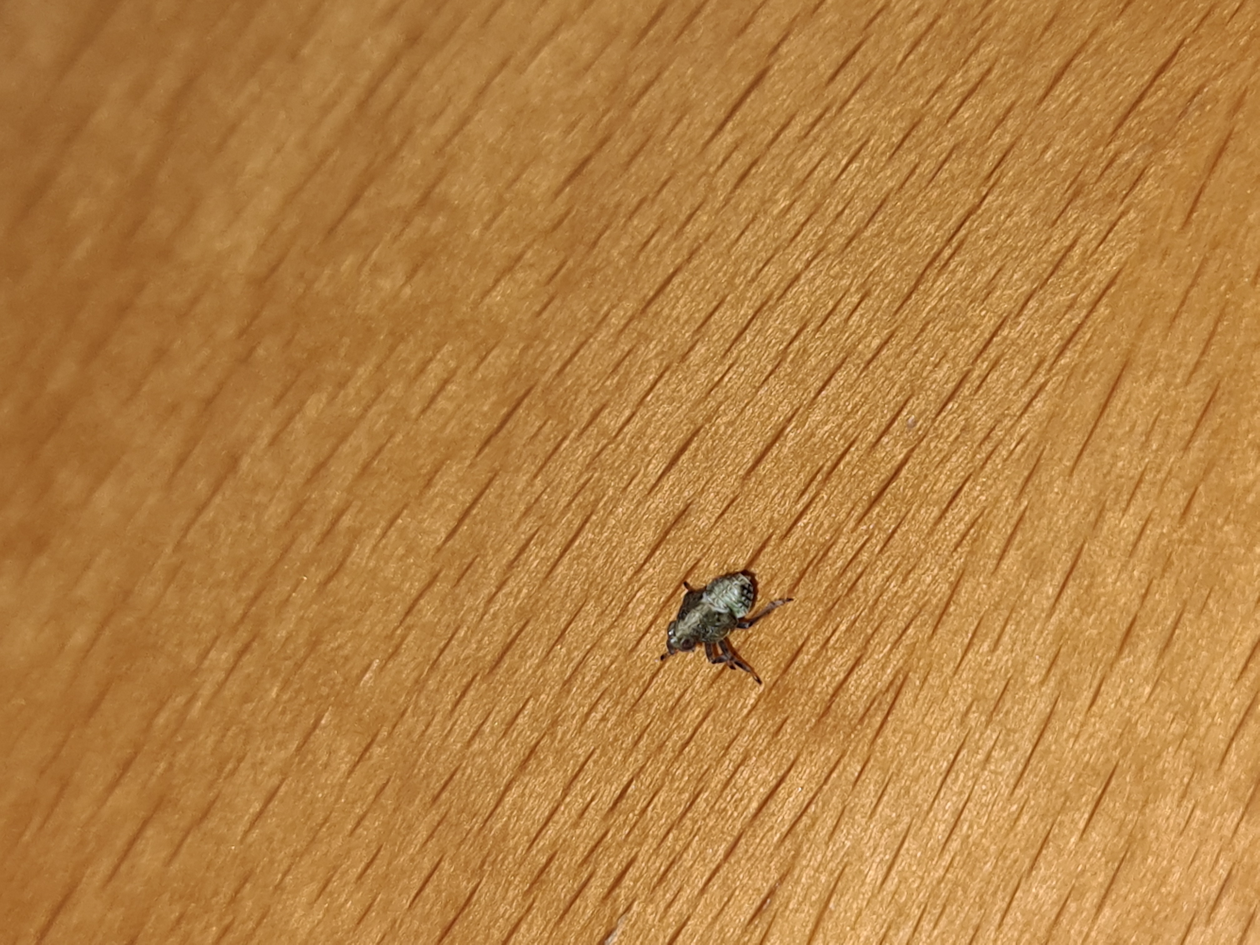 Het is 4 millimeter groot met 6 poten en grijs van kleur. Het lijf ...