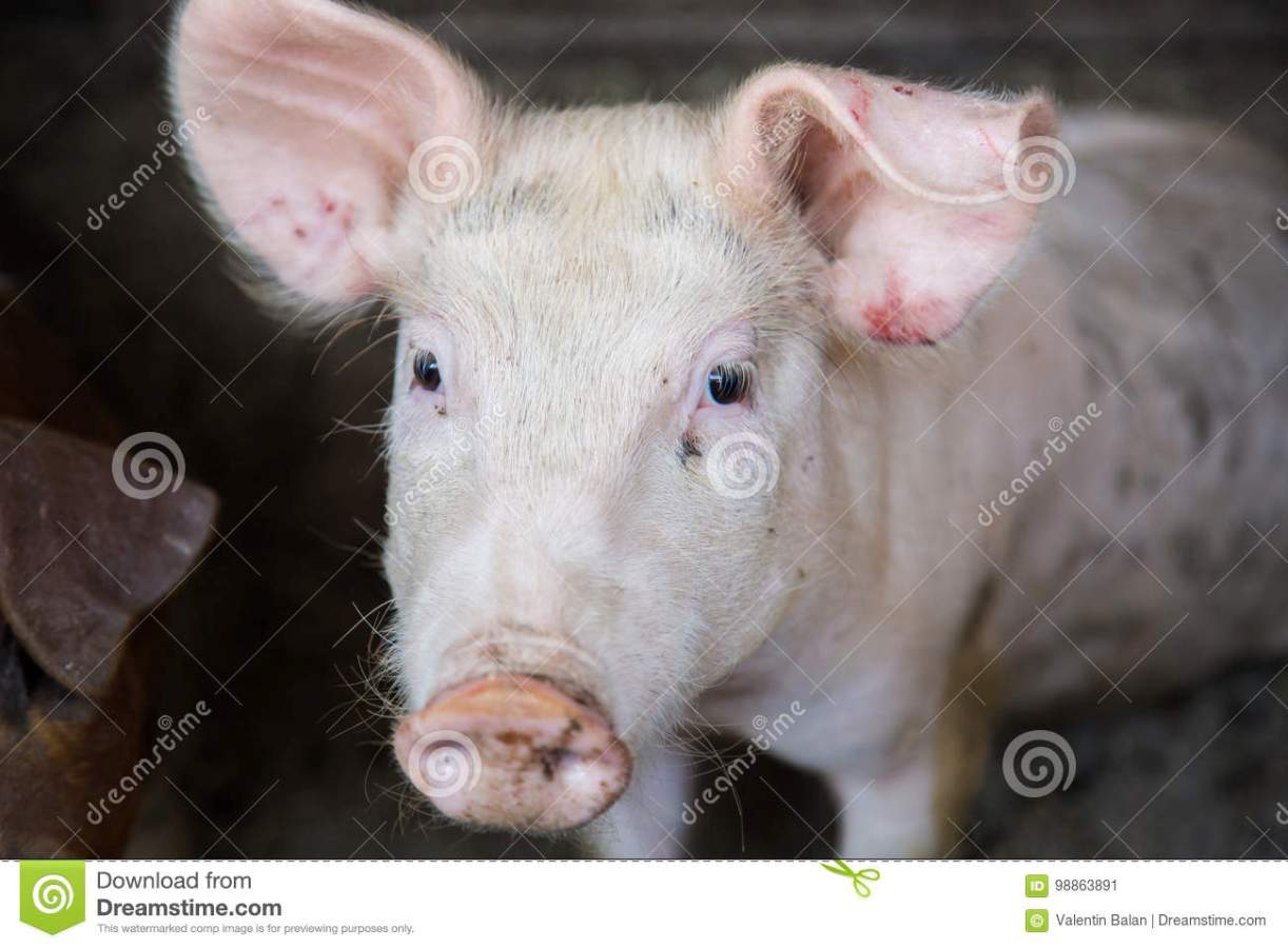 Waarom is een varken een onrein dier? - GoeieVraag