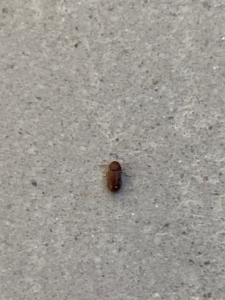 welk klein bruin ongedierte is dit? - GoeieVraag