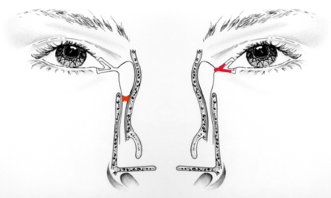 Is er een verbinding tussen het oog en de neus? - GoeieVraag