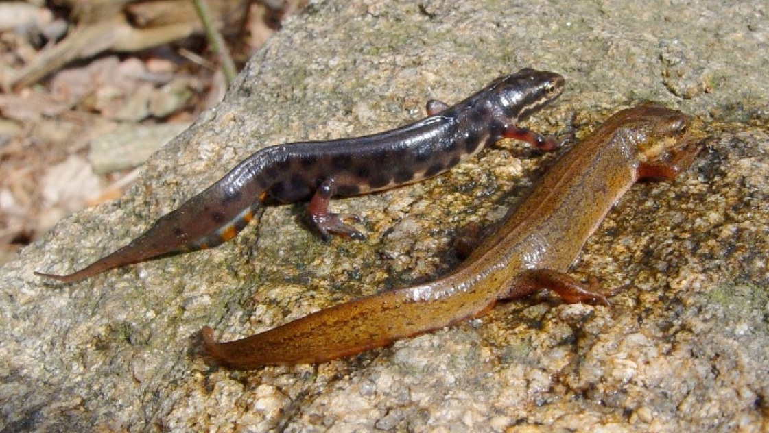 Wat voor salamander is dit? - GoeieVraag