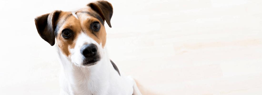 Boerenfox startpagina | Alle informatie over dit hondenras