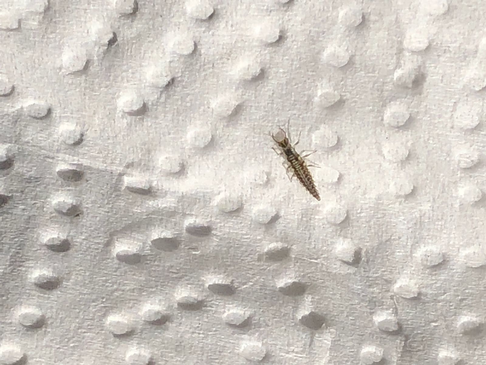 Welk insect met 6 poten en 2 scharen is dit? - GoeieVraag