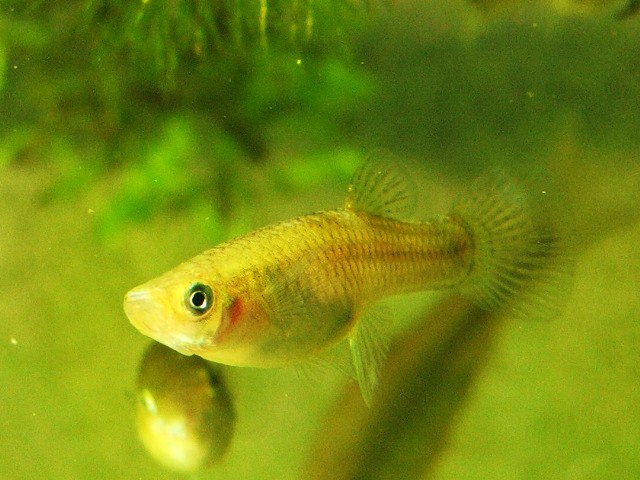 heb een dode goudvis in de vijver gehad zou het door de warmte kunnen ...