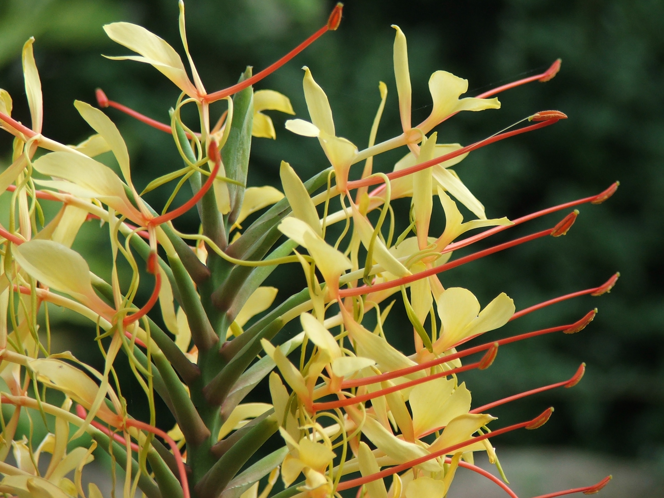 Kan ik een gemberplant krijgen van een stukje wortel? - GoeieVraag