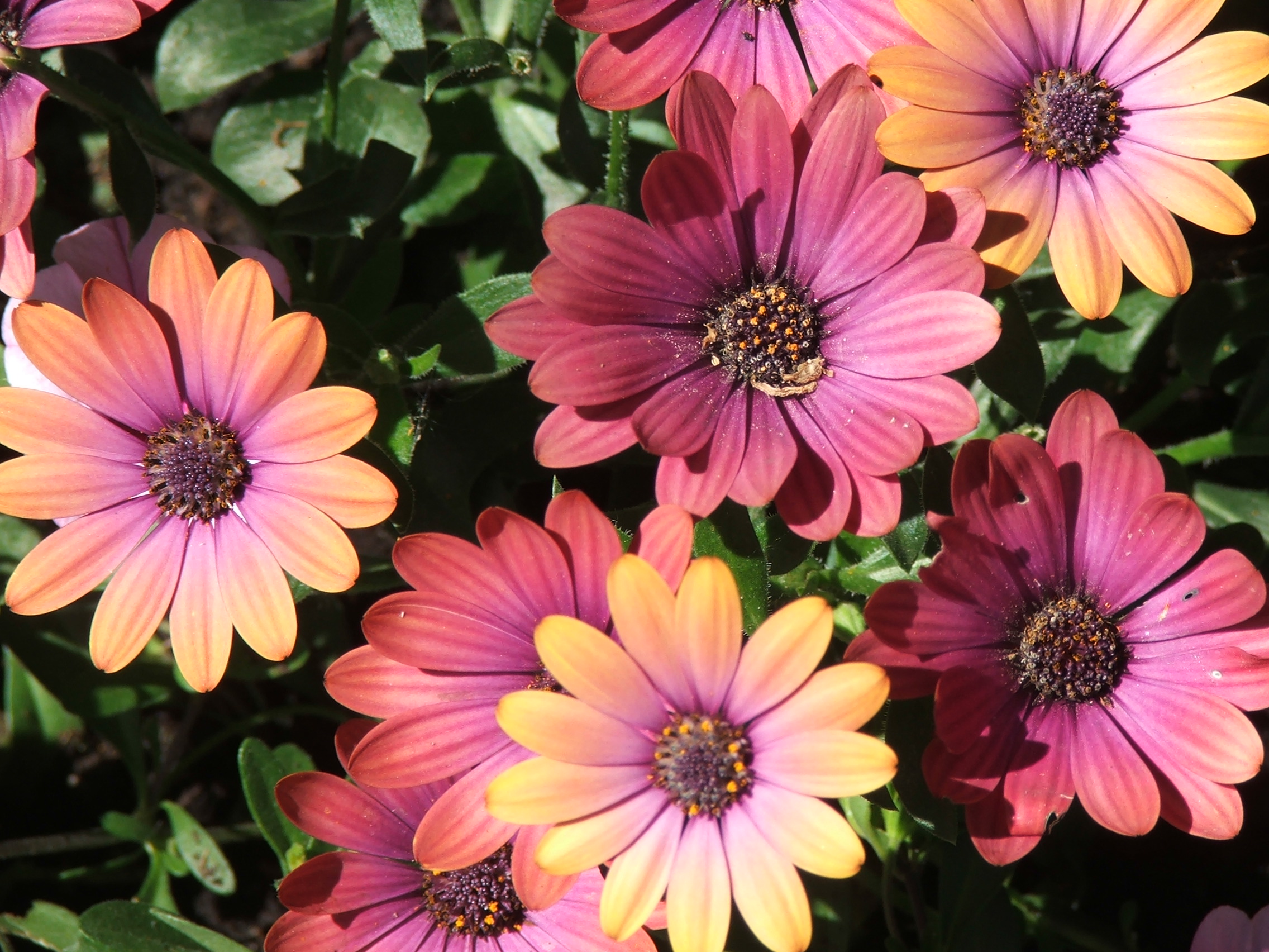 Hoe heet de kleur van deze Spaanse Margriet? - GoeieVraag