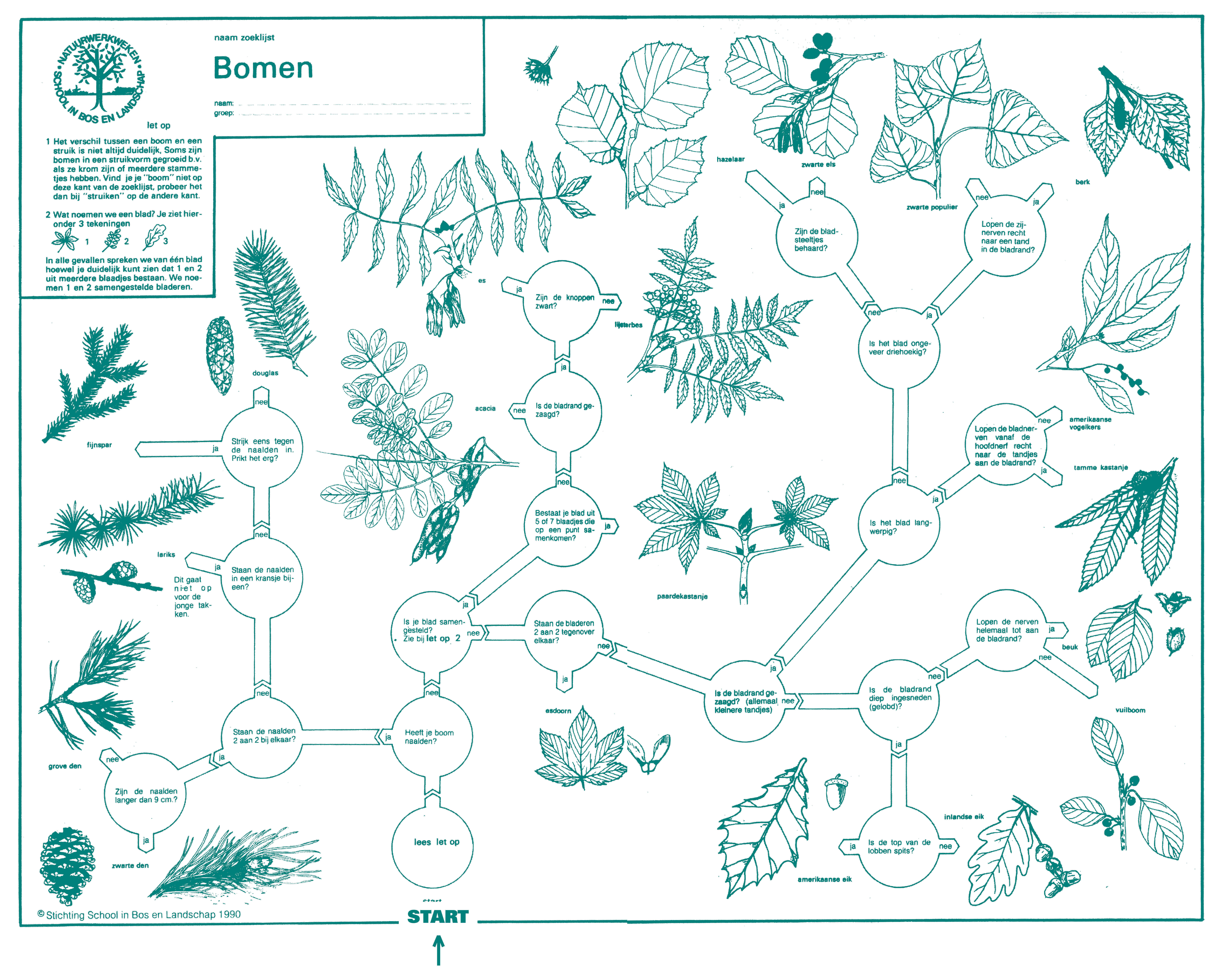 hoe zoek je uit hoe een boom heet? - GoeieVraag