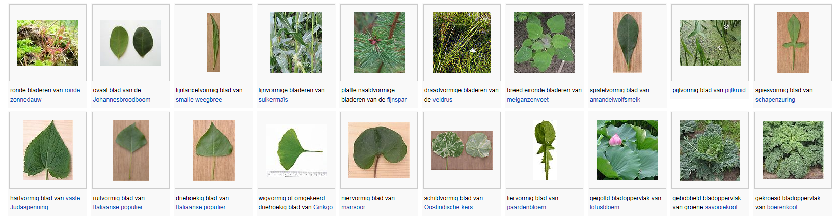 welke vorm heeft het blad van een esdoorn? - GoeieVraag