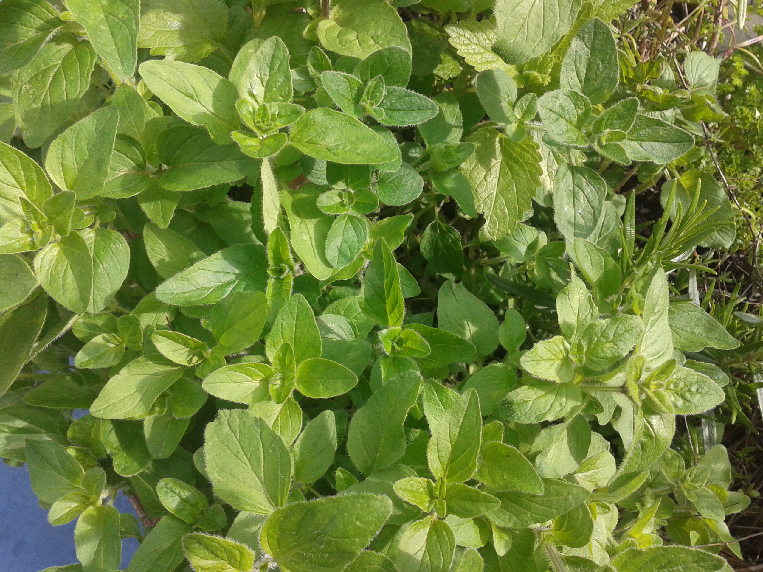 Hoe heet dit kruid ca 20 cm hoog en bijna ronde blaadjes? - GoeieVraag