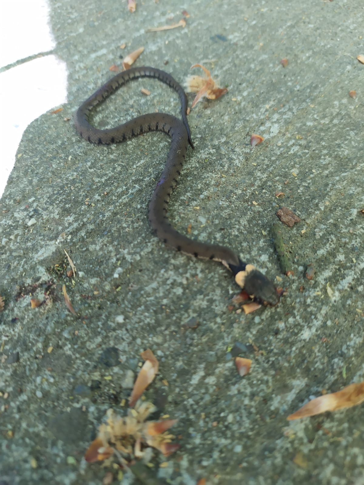 Wat voor een slang is dit, ik kwam hem tegen op de Veluwe. Zwart, met ...