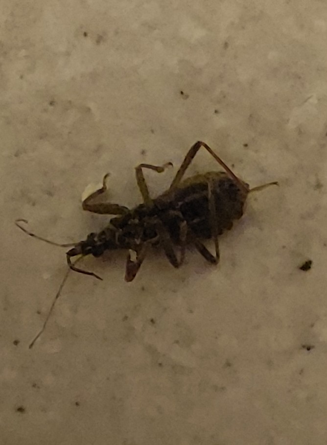 Wat is dit voor dood insect dat ik heb aangetroffen? - GoeieVraag