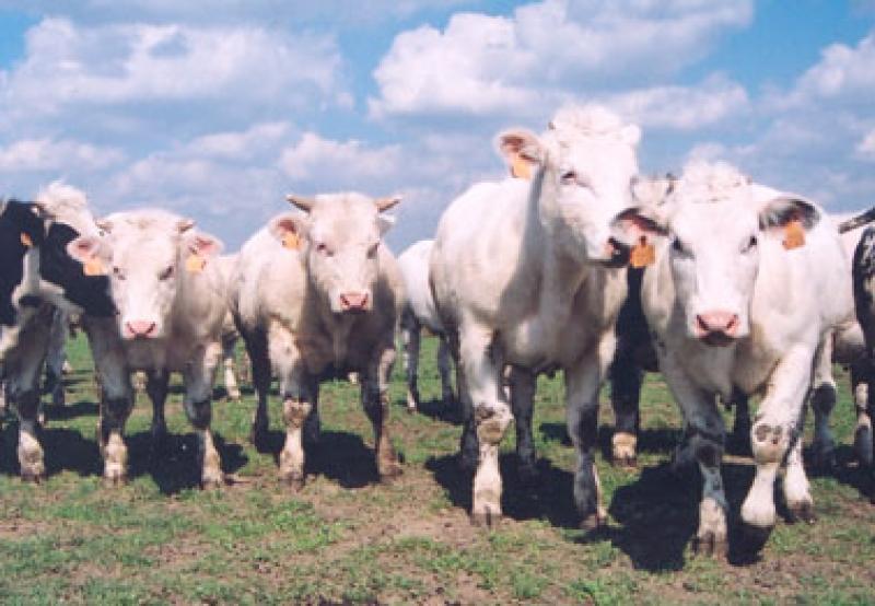 Alles weten over de Slagerij, vlees en vleeswaren