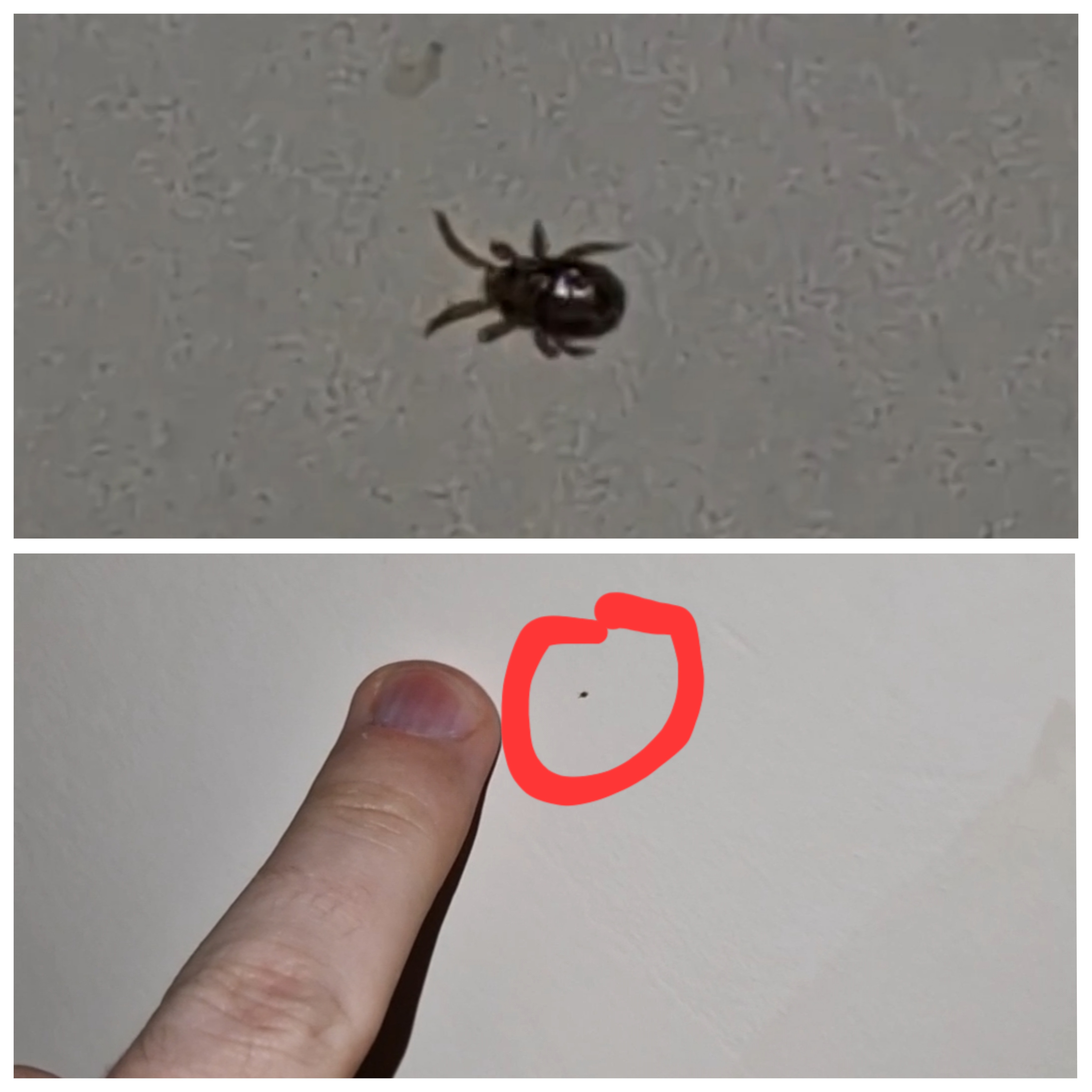 Wat zijn dit voor beestjes en hoe kom ik er vanaf? - GoeieVraag