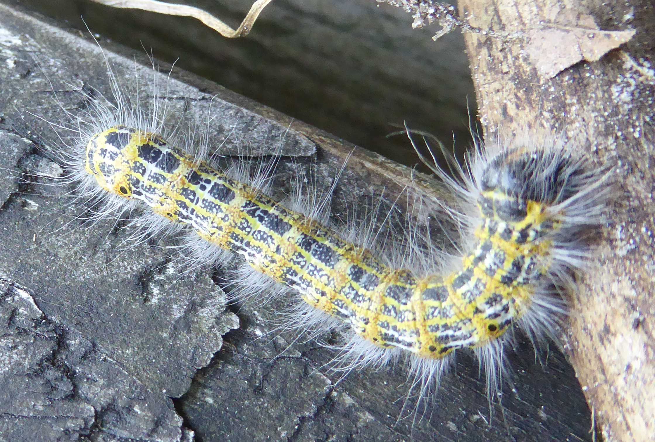 Wie herkent deze rups? - GoeieVraag