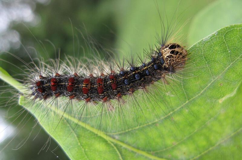 Wat voor soort rups is dit? - GoeieVraag