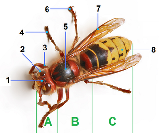 Hoe zie je het verschil tussen een wespenkoningin en een hornaar ...