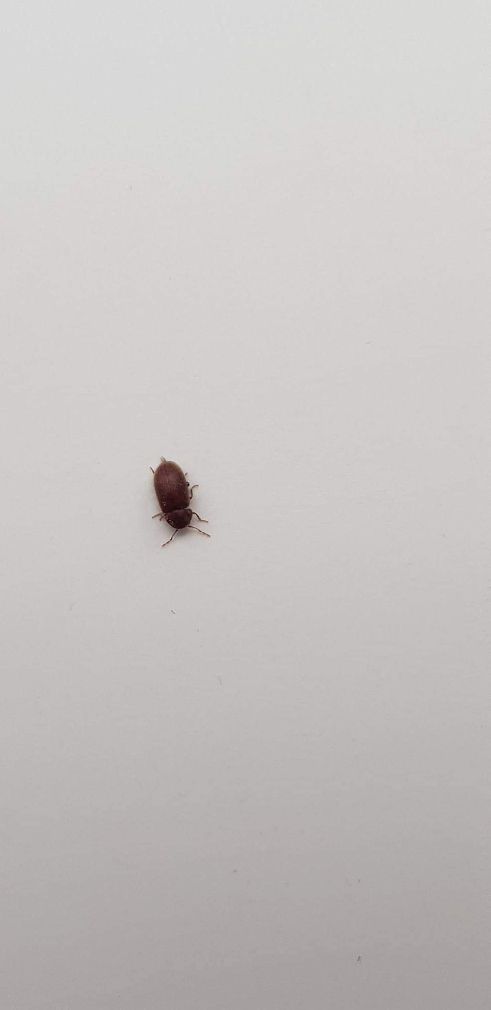 Wat zijn dit voor beestjes? - GoeieVraag