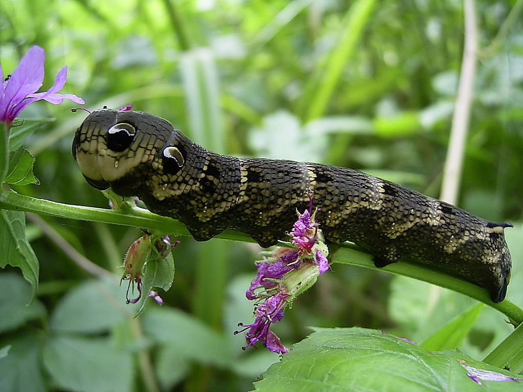 Wat is dit voor raar beest? - GoeieVraag