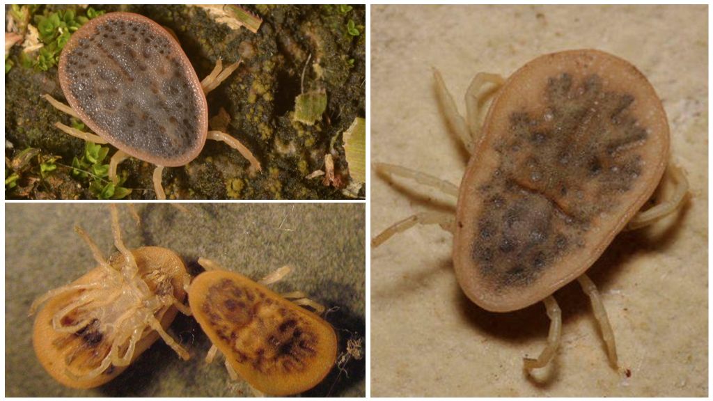 Wat voor beestje is dit? - GoeieVraag