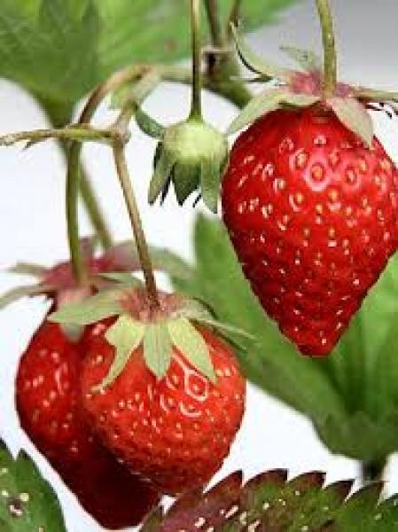 Alle links en informatie over aardbeien en aardbei kweken