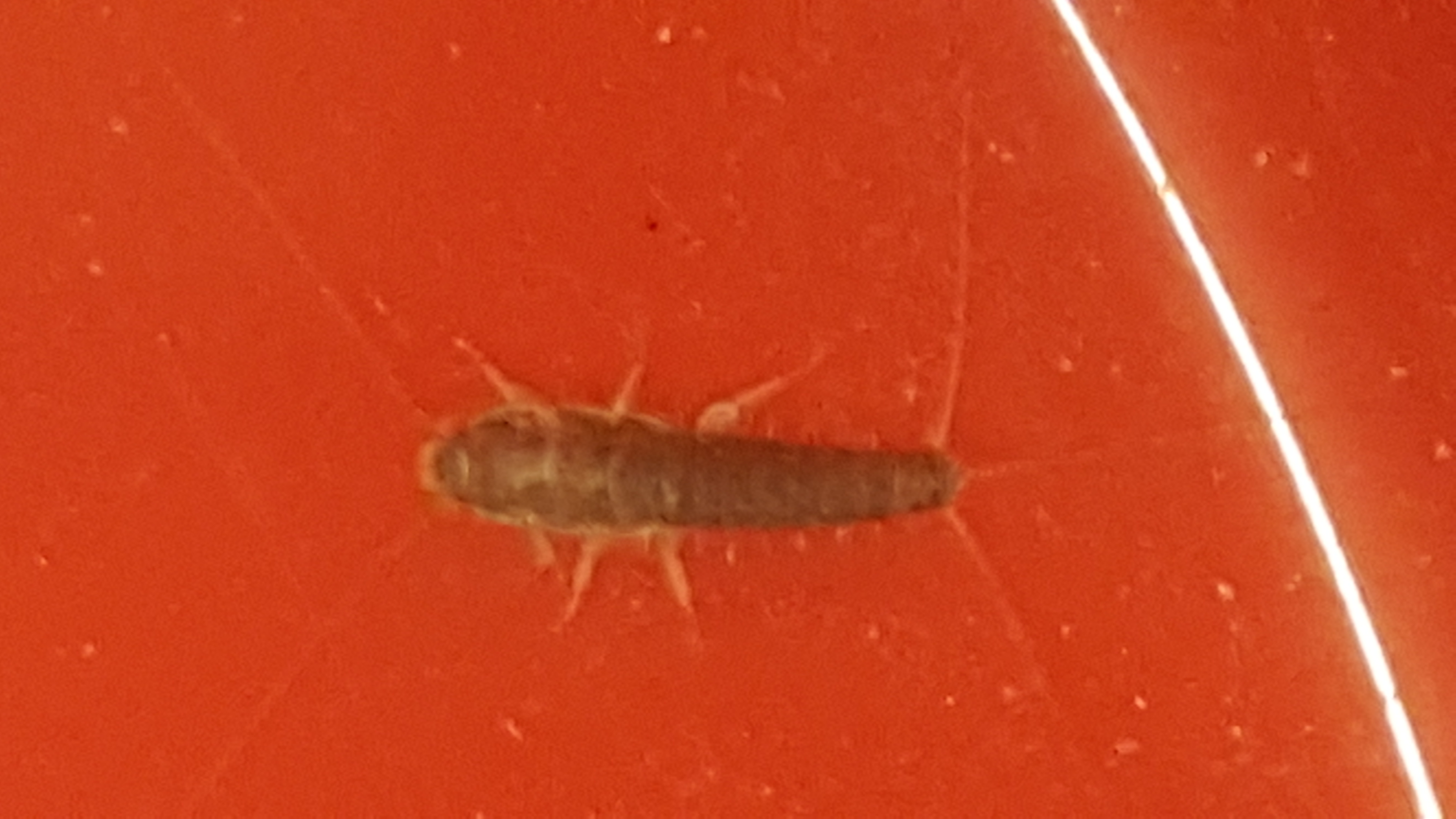 Is dit een zilvervisje of papiervisje? - GoeieVraag