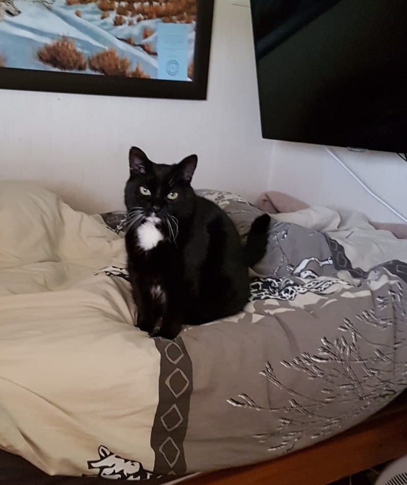 Wat is het ras van mijn kat? - GoeieVraag