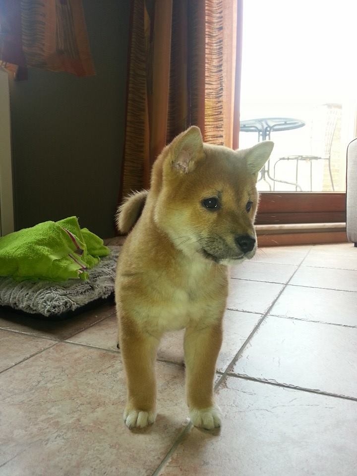 Hoe maak je zelf yoghurt op basis van amandelmelk en dextrose? - GoeieVraag