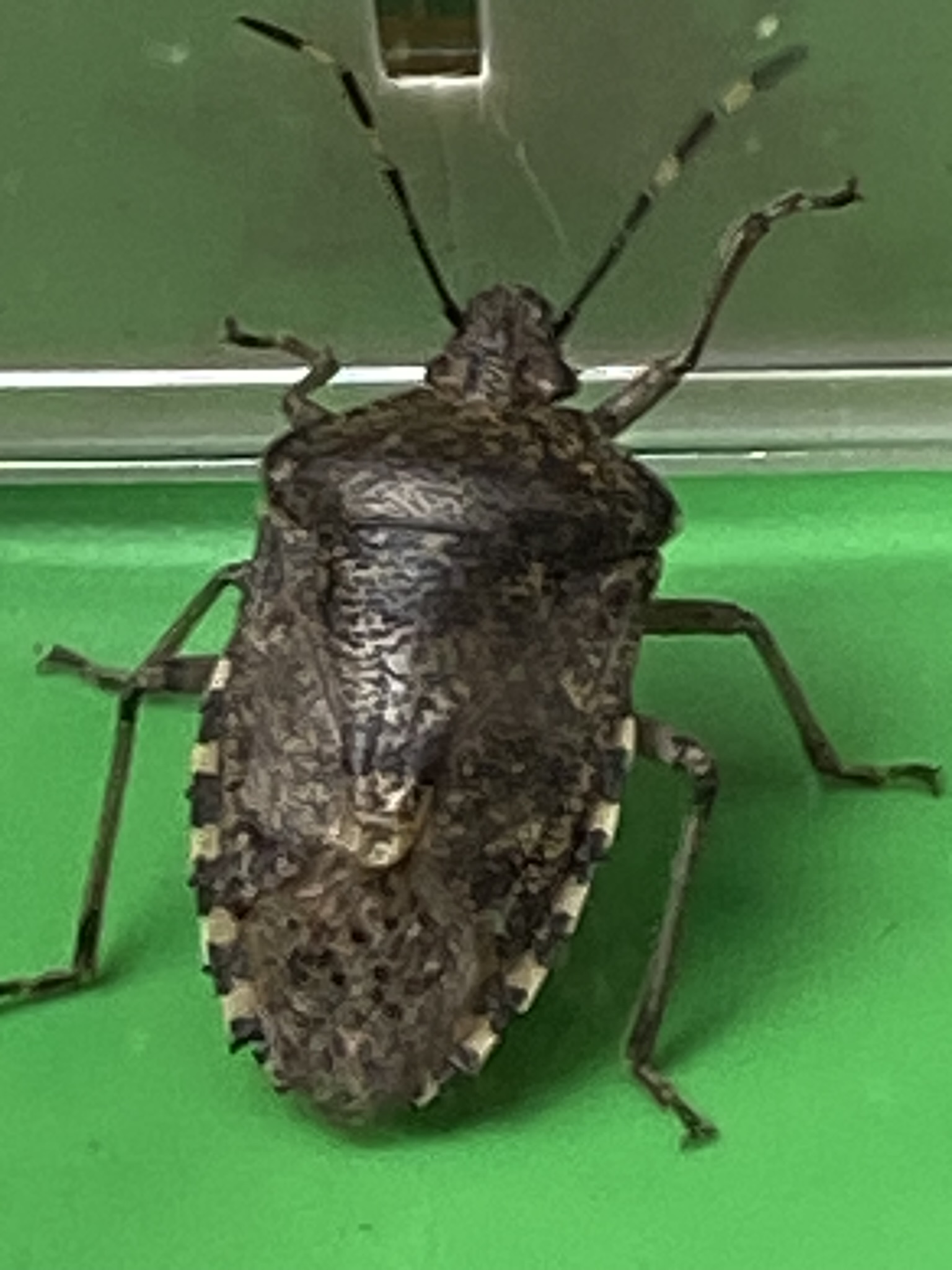 Hoe heet deze kever (?) Hij vloog plotseling in mijn huis, (ik woon in ...