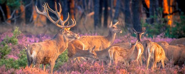 Manieren om thuis van de natuur te genieten - Startpagina blog