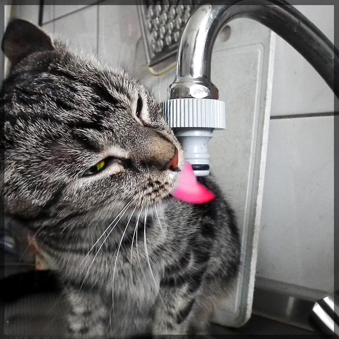 Wat is de snelheid van de kattentong waarmee ze water likt? - GoeieVraag